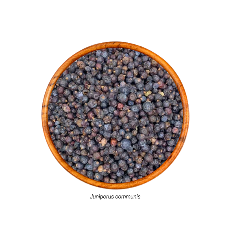 Zimbro (Juniperus communis) 15g